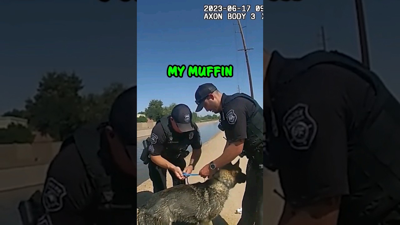 Police Officers Save Dog With a Pumpkin Muffin! - Cop Humor